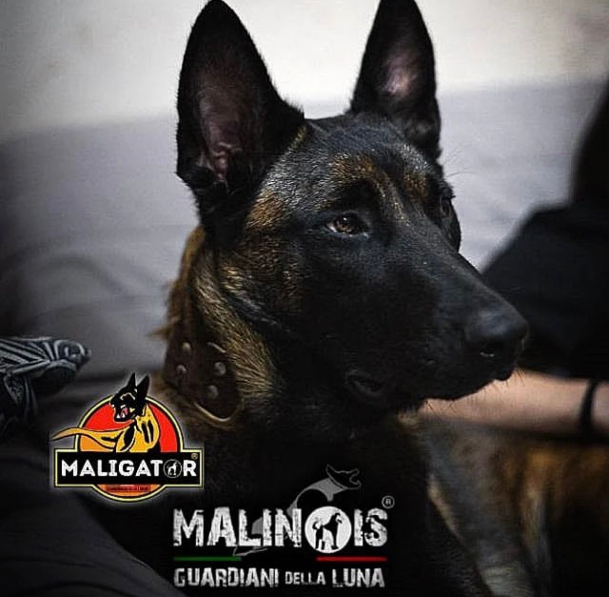 ALLEVAMENTO MALINOIS ® – ASD I GUARDIANI DELLA LUNA